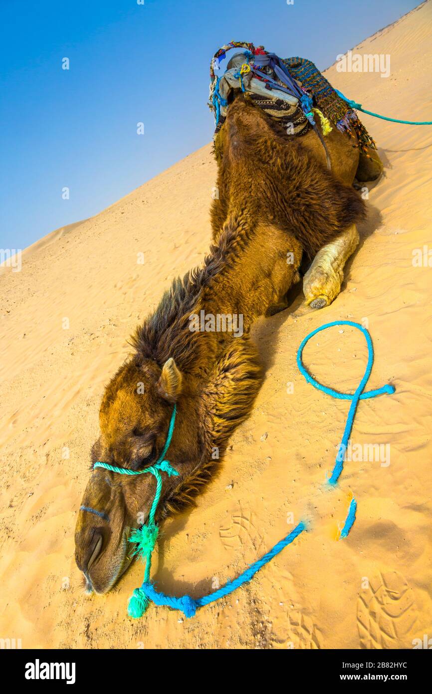 Dromedary or arabian camel hi-res stock photography and images - Alamy