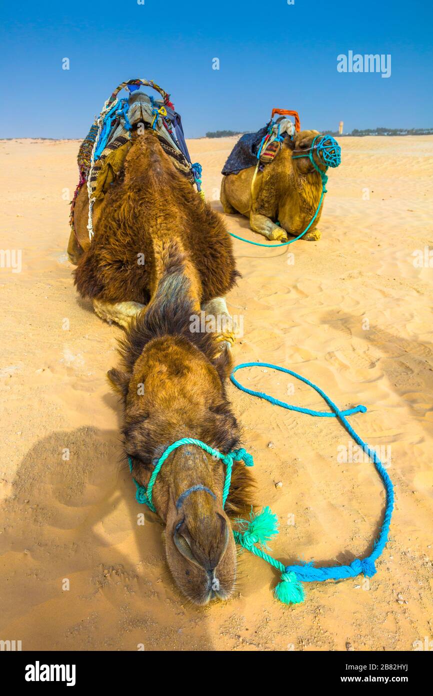 Nomad with dromedary hi-res stock photography and images - Alamy