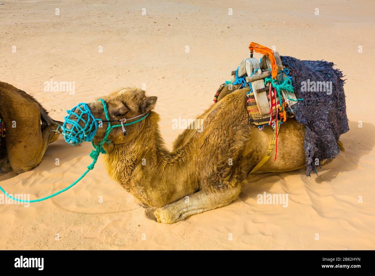 Camelus dromedarius sahara desert hi-res stock photography and images ...