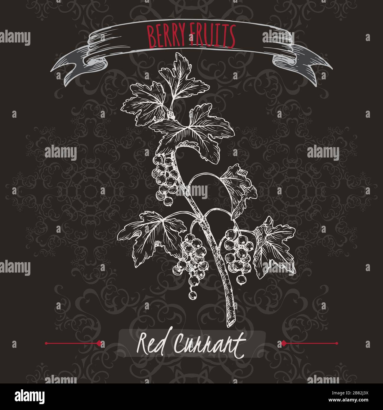 Red currant aka Ribes rubrum branch sketch on black background. Berry ...