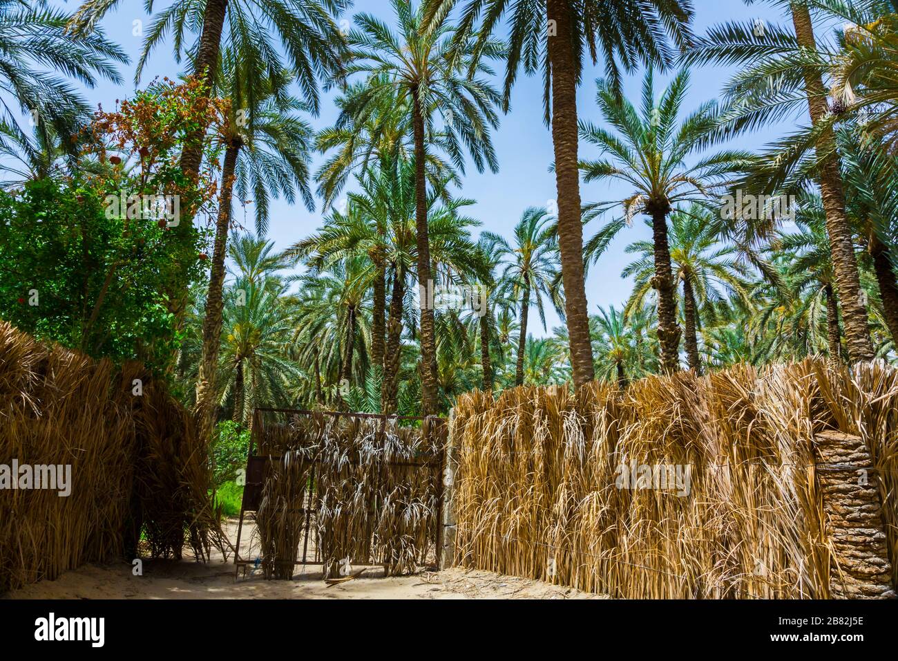 Grove palm hi-res stock photography and images - Alamy