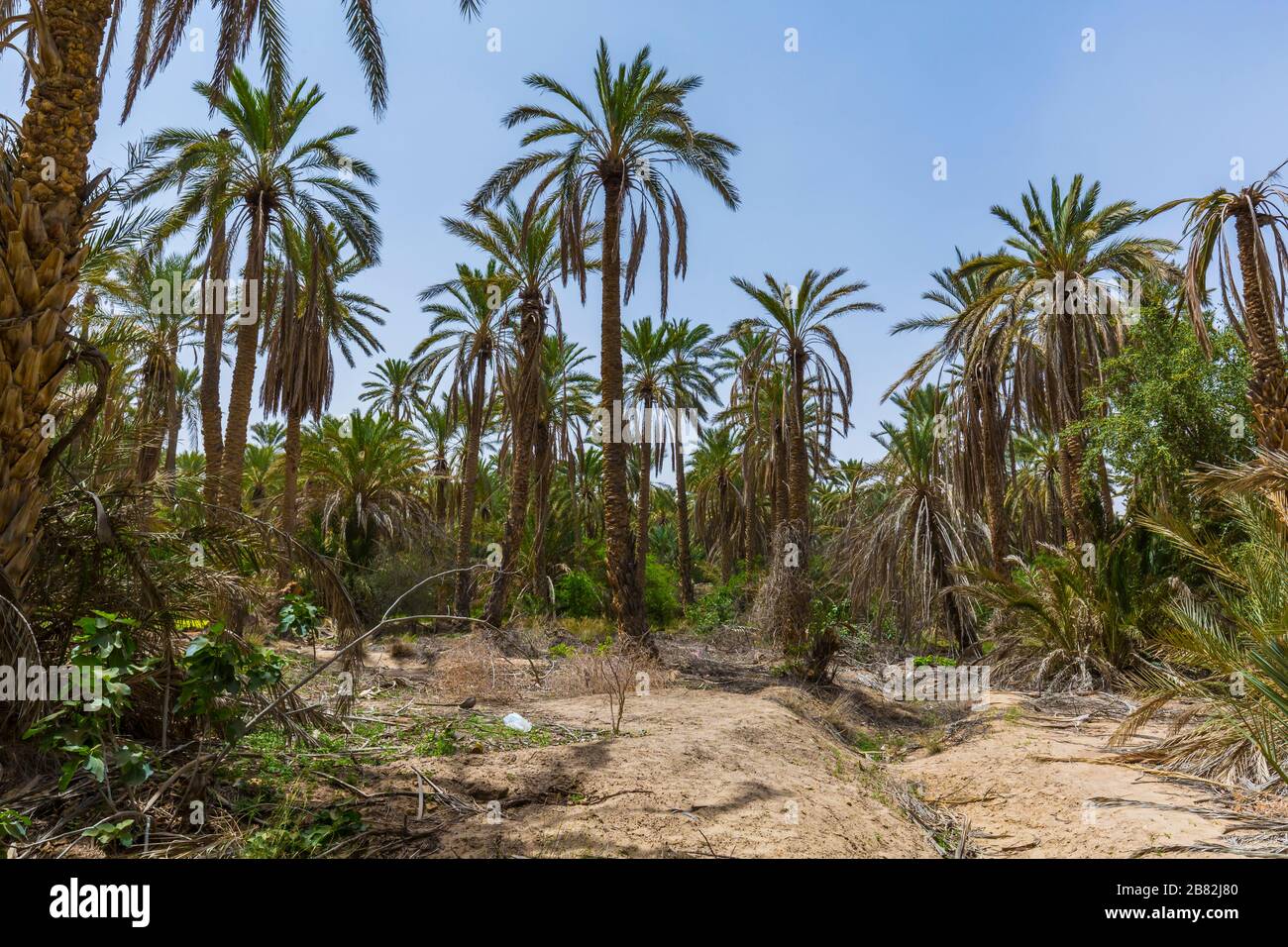 Palm grove in oasis hi-res stock photography and images - Alamy