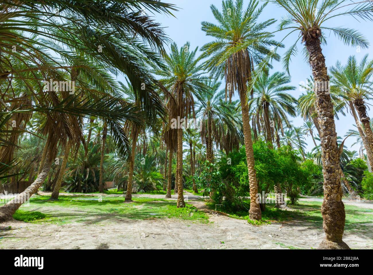 Palm trees oasis hi-res stock photography and images - Alamy