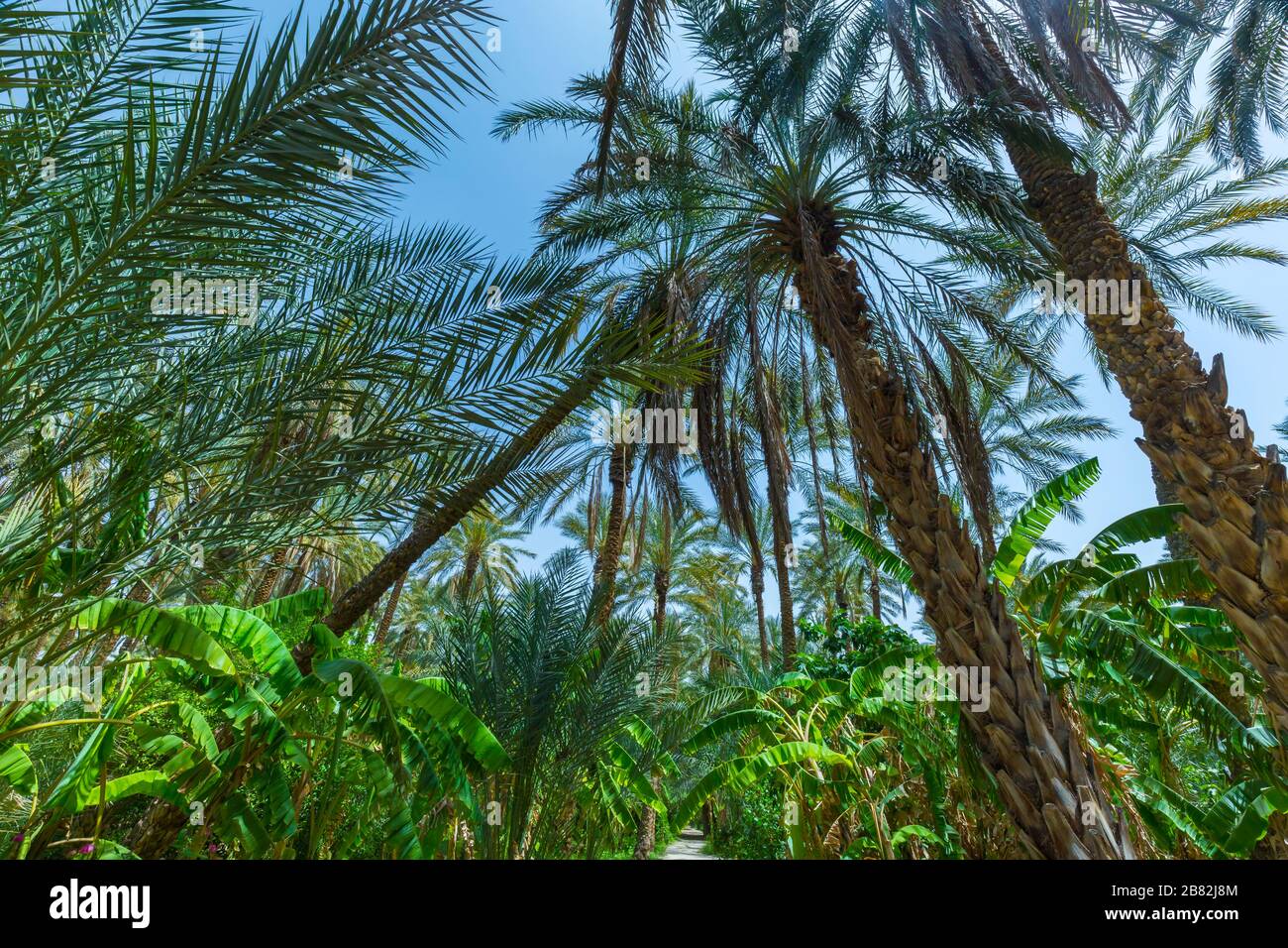 Oasis palm grove hi-res stock photography and images - Alamy