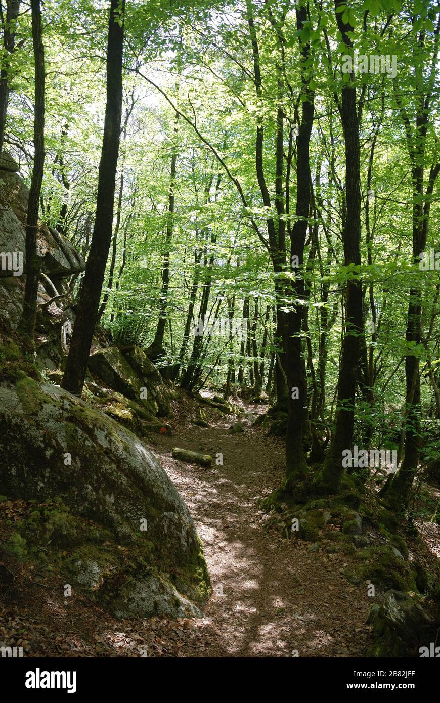 Path in a forest in Brittany Stock Photo - Alamy