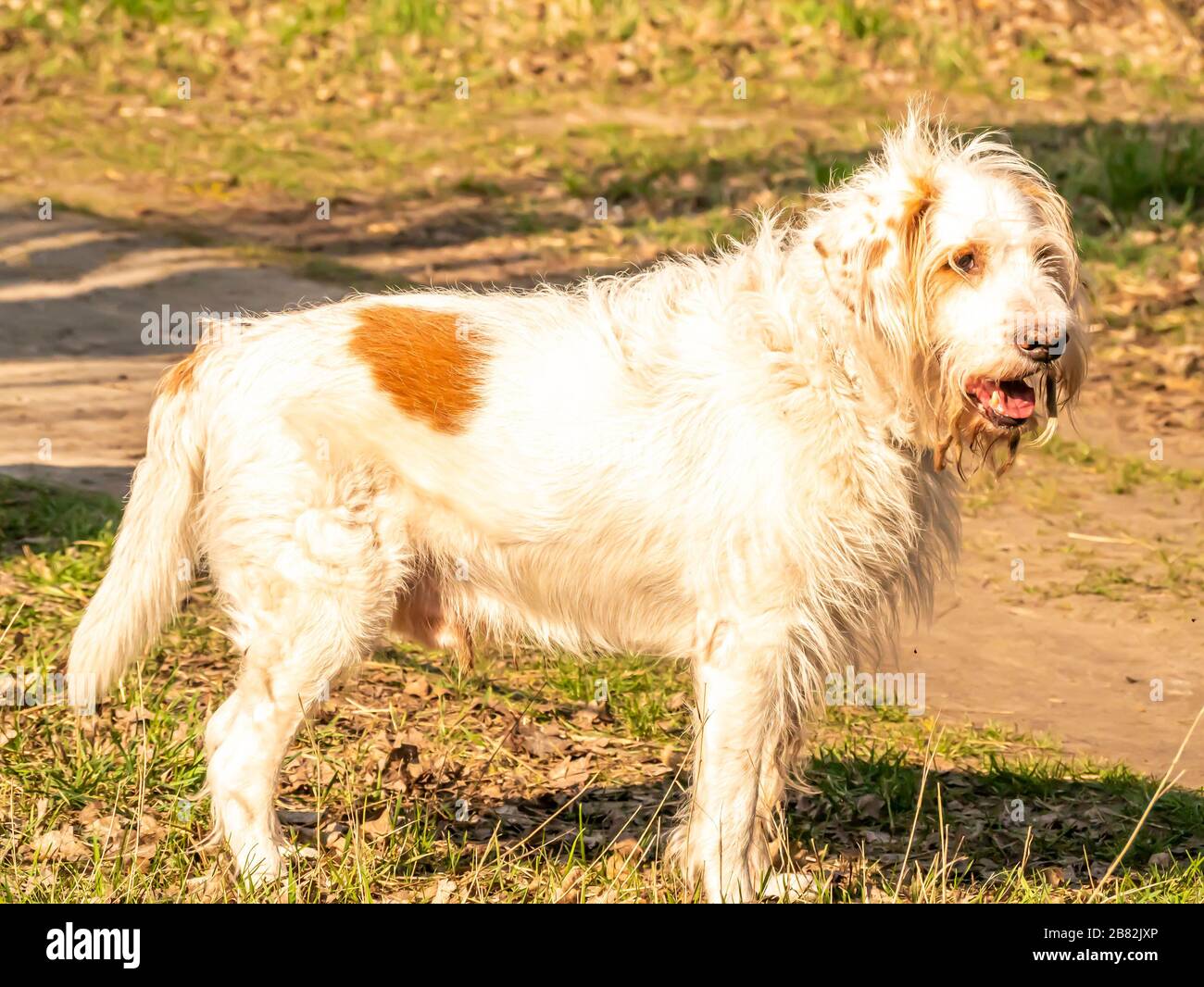 Purebred white setter dog on the street Stock Photo - Alamy