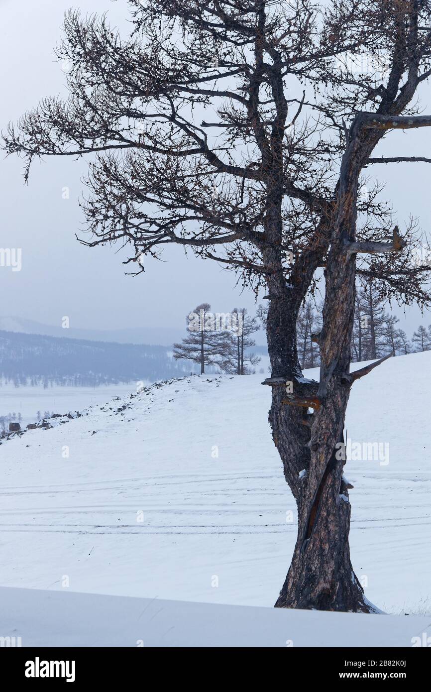Mongolia tree hi-res stock photography and images - Alamy