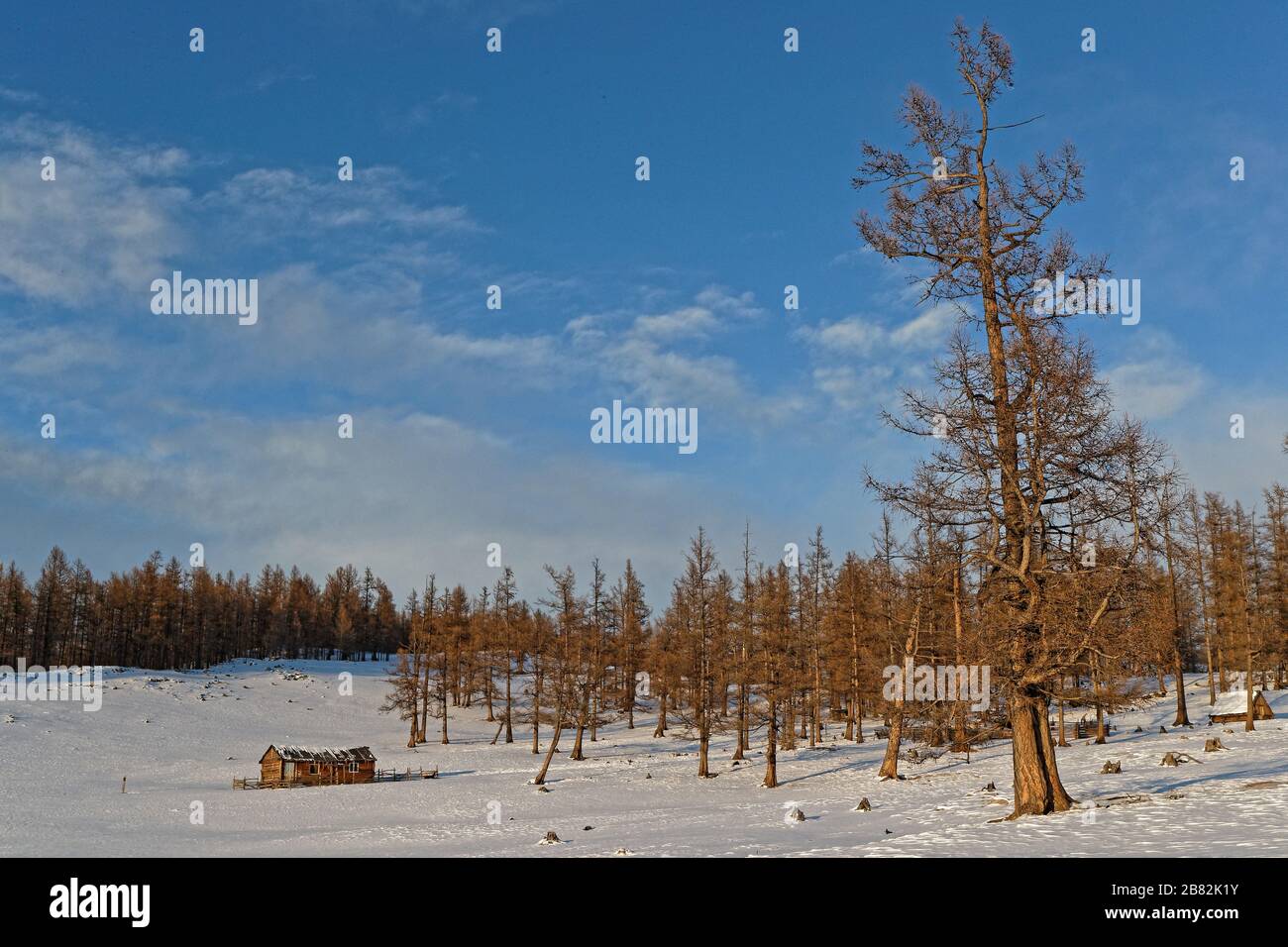 Forest landscape of the North of Mongolia Stock Photo - Alamy