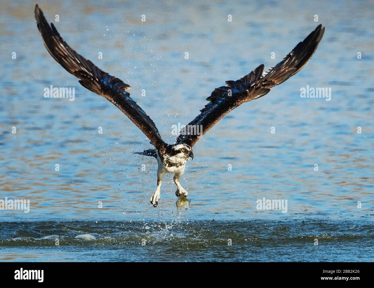 Close-up of osprey catching fish Stock Photo - Alamy