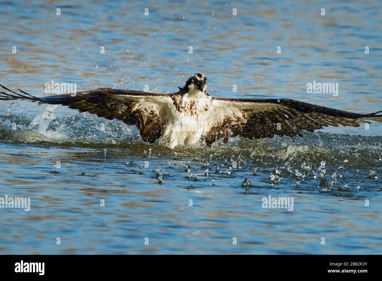 Osprey close hi-res stock photography and images - Alamy