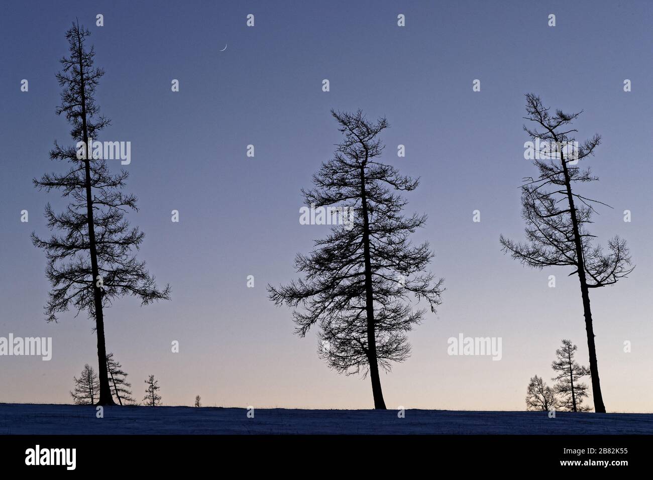Nightfall on trees over a hill of North Mongolia Stock Photo - Alamy