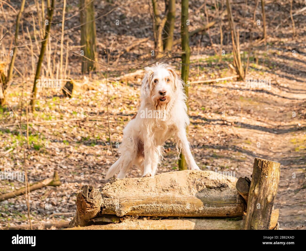 Purebred white setter dog on the street Stock Photo - Alamy