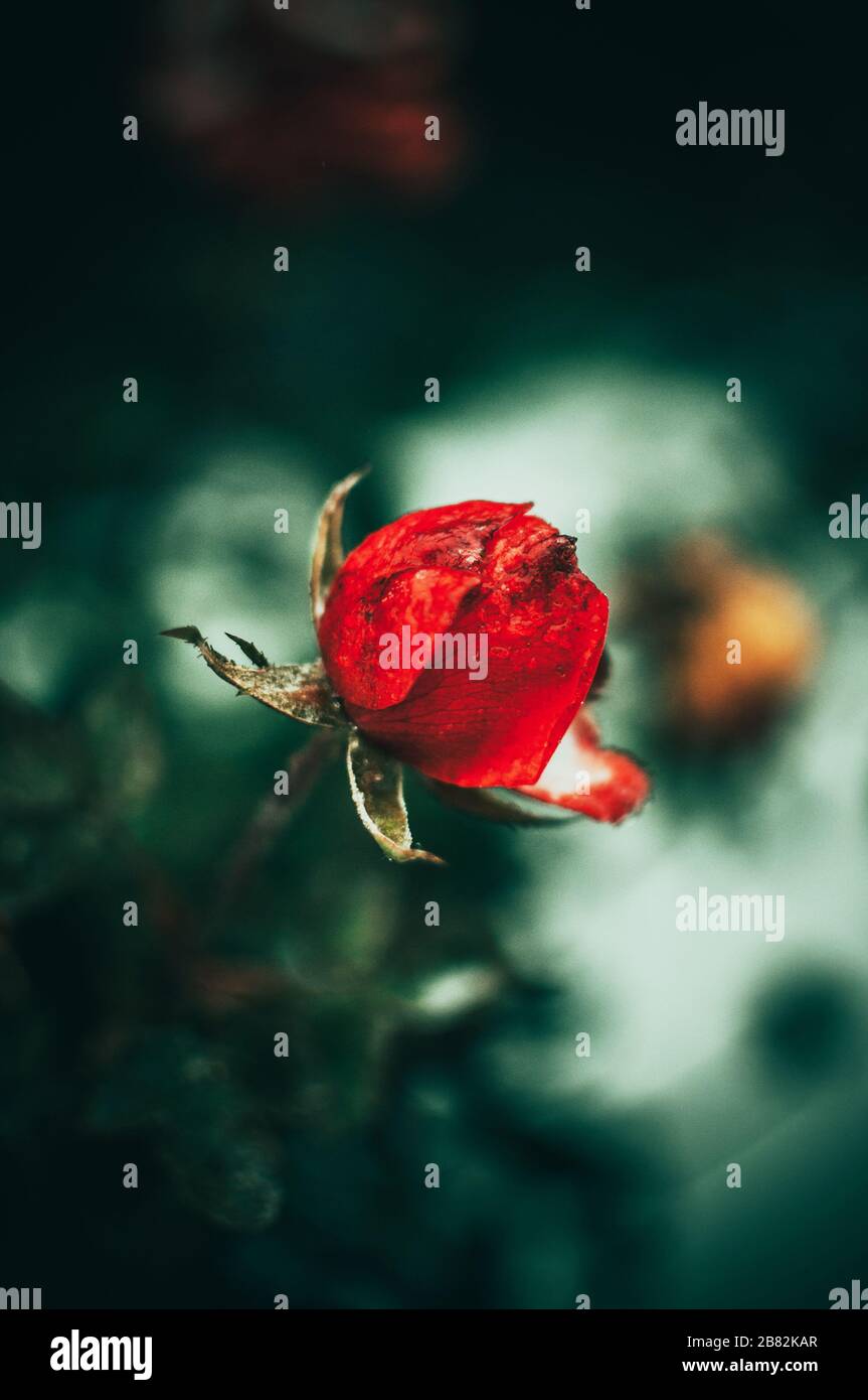 Red edged rose hi-res stock photography and images - Alamy