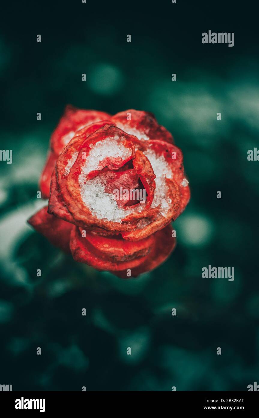 red rose bush in the snow in early spring or early winter. Template for ...