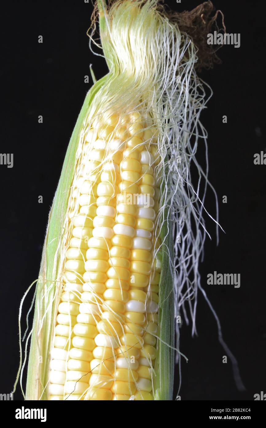 Sweet corn on the husk Stock Photo - Alamy