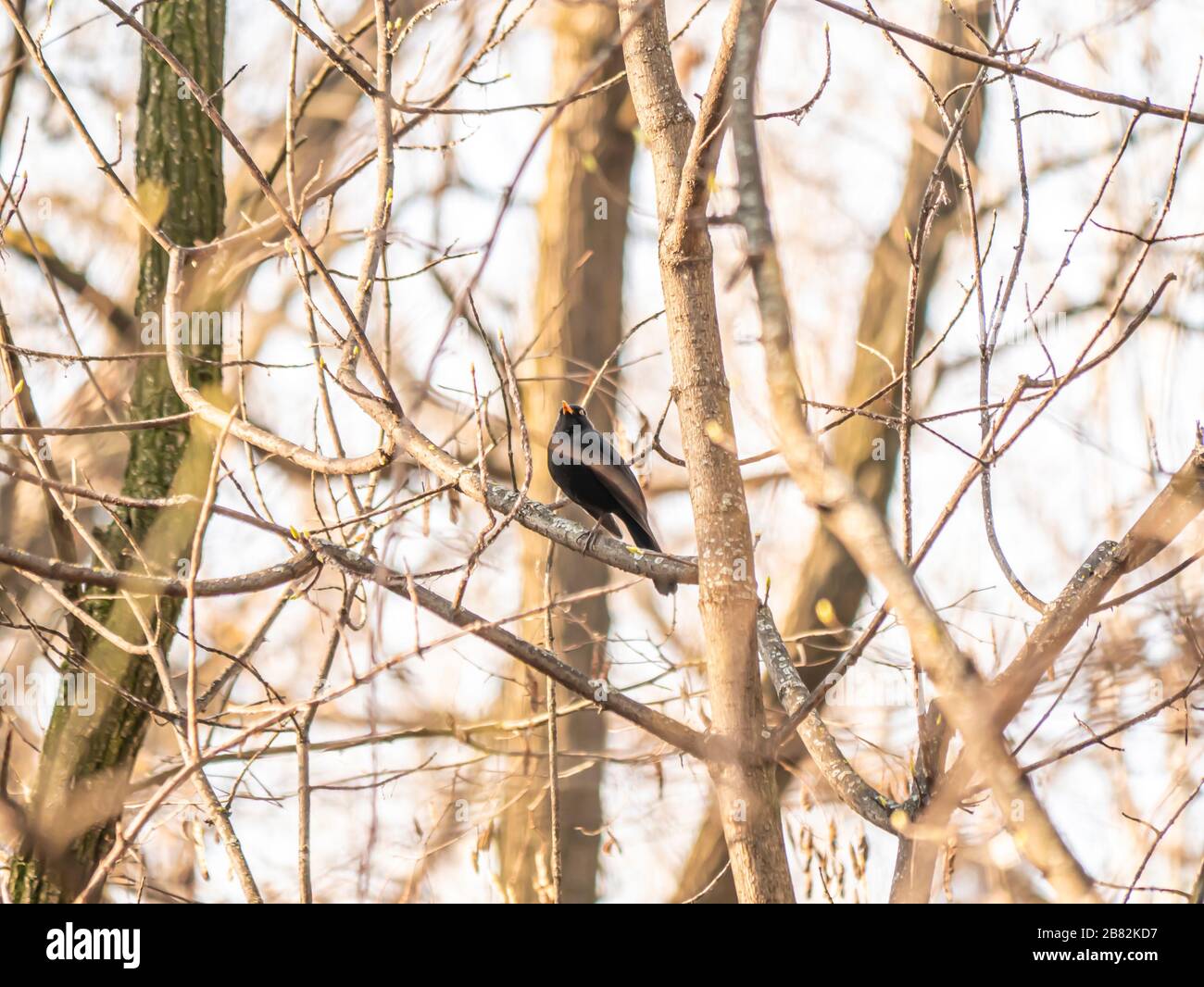 Blackbird bird in the spring forest under the sun rays Stock Photo - Alamy