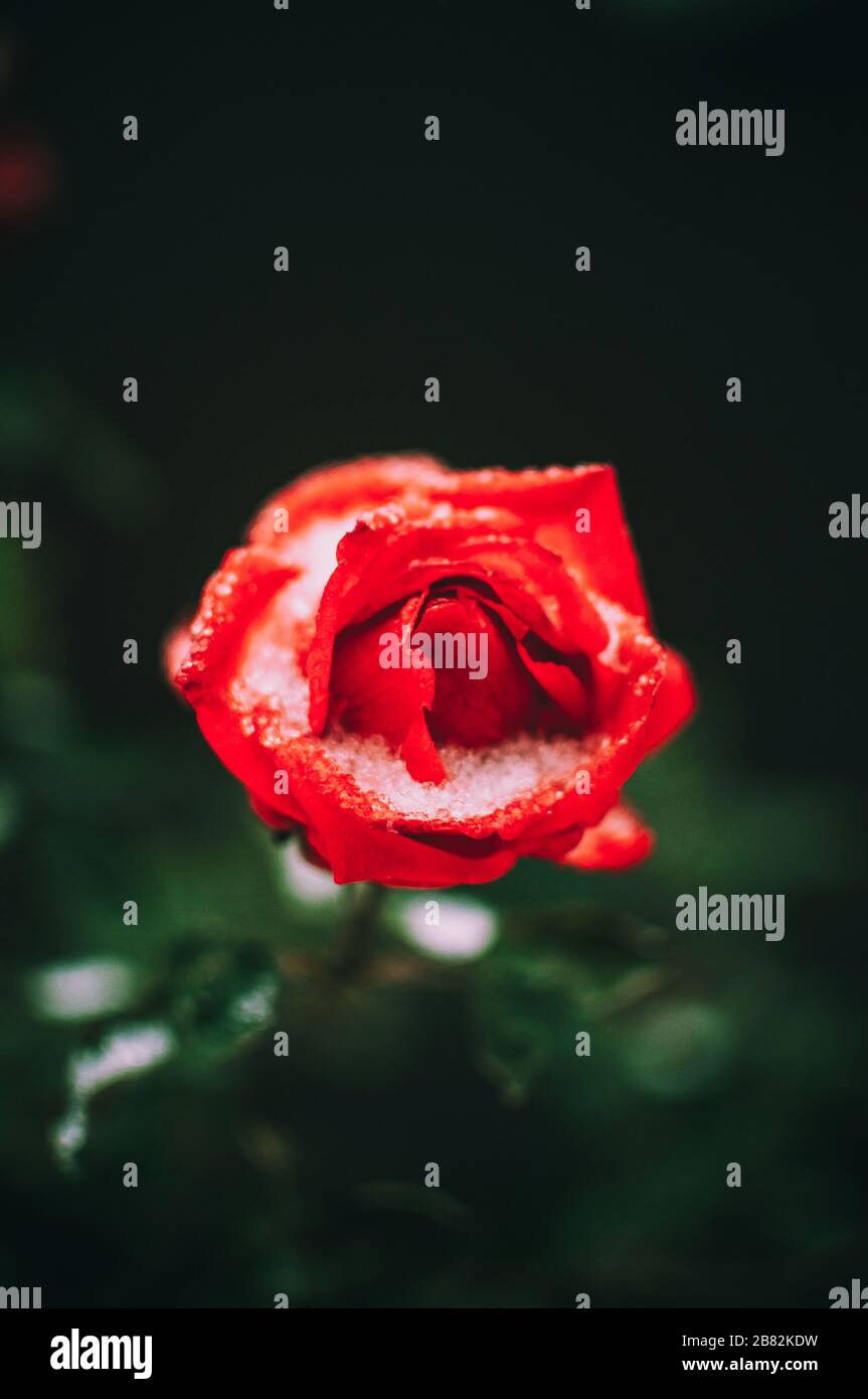 Red edged rose hi-res stock photography and images - Alamy