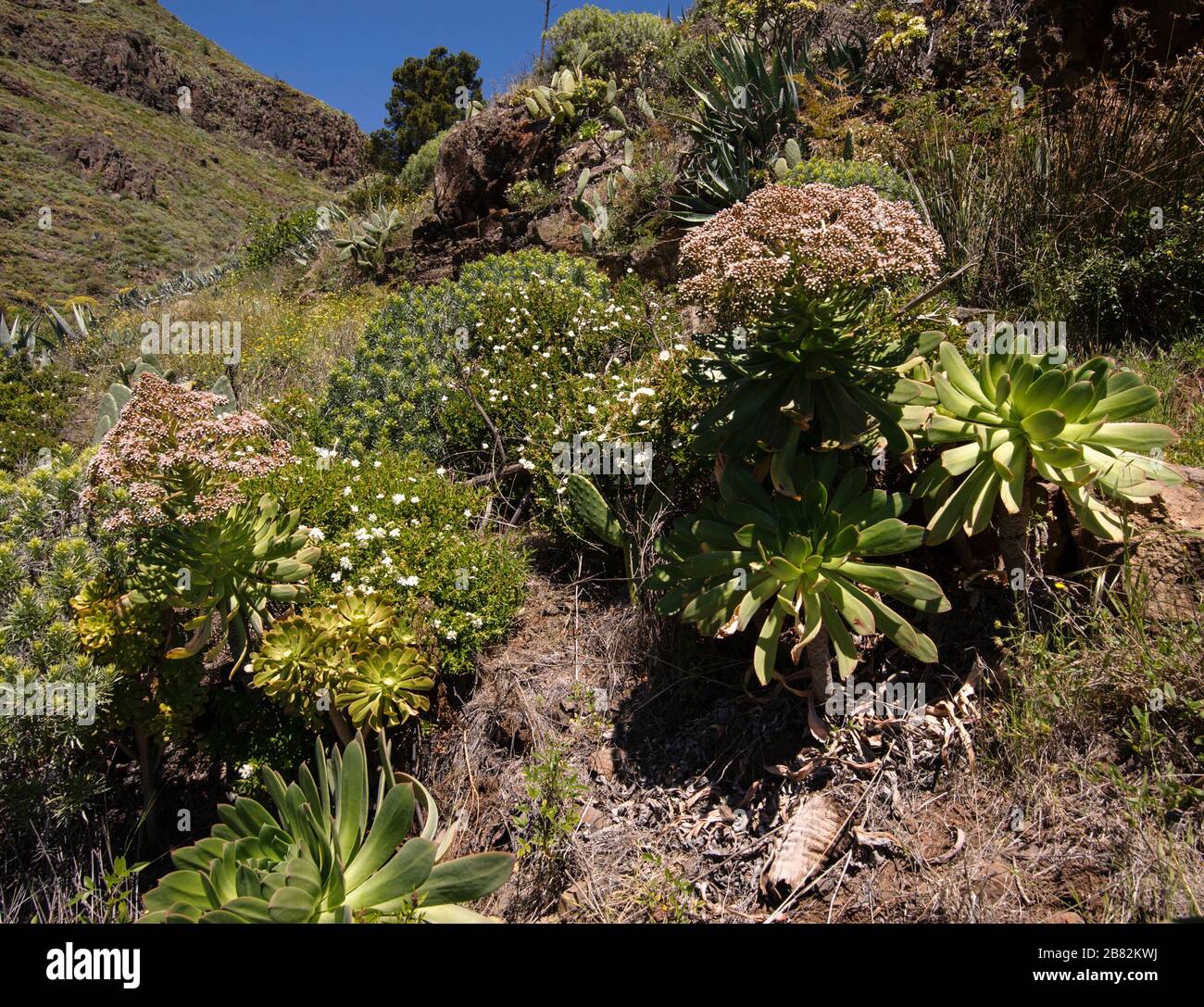 Aeonium appendiculatum, a La Gomera endemic member of the stonecrop ...