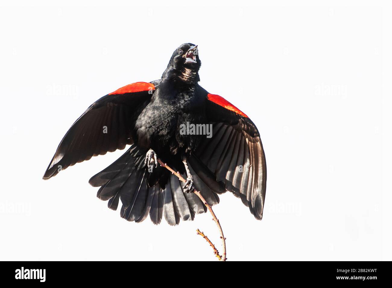 Singing and displaying hi-res stock photography and images - Alamy