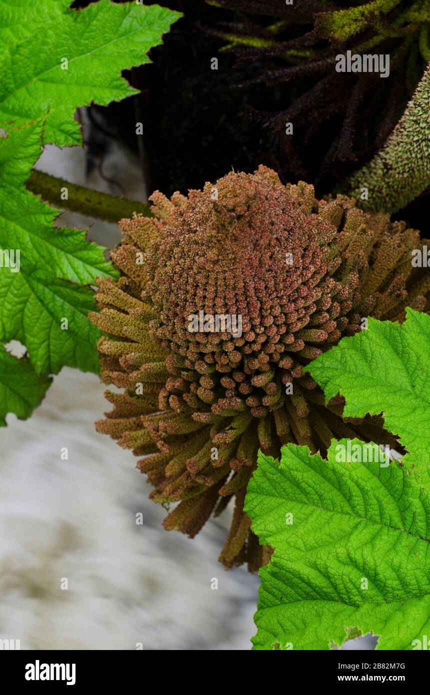 Gunnera Manicata Flower With Leaves in Front of Moving Water Stock ...