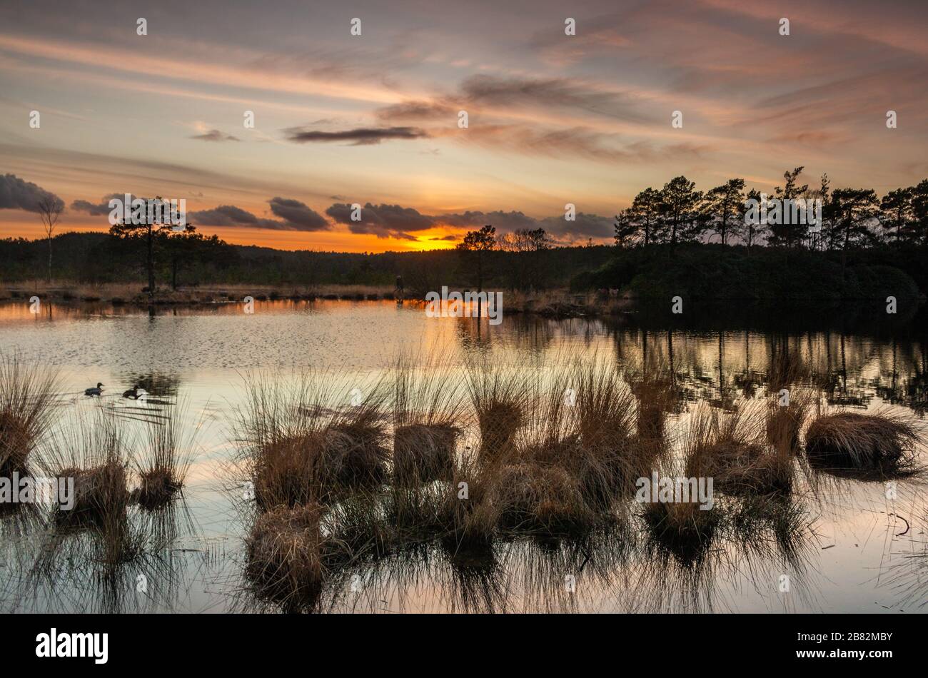Axe Pond Churt Common Surrey England UK Wildlife drangonflies ...