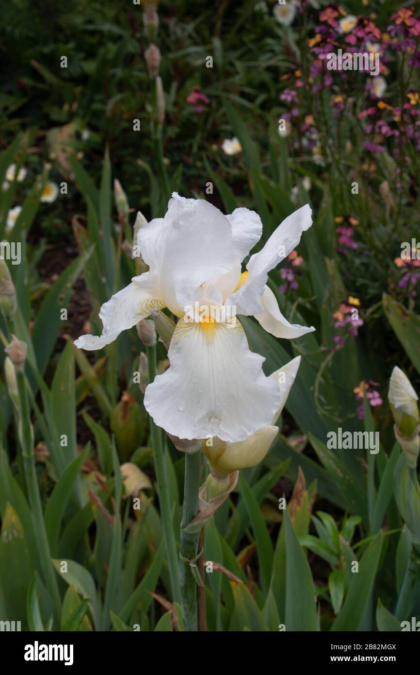 Flowers from west dean gardens and the national trust sissinghurst ...