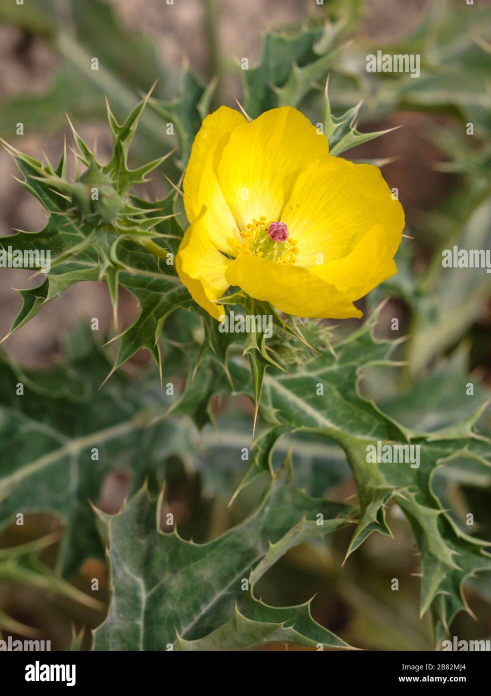 Argemone hi-res stock photography and images - Alamy