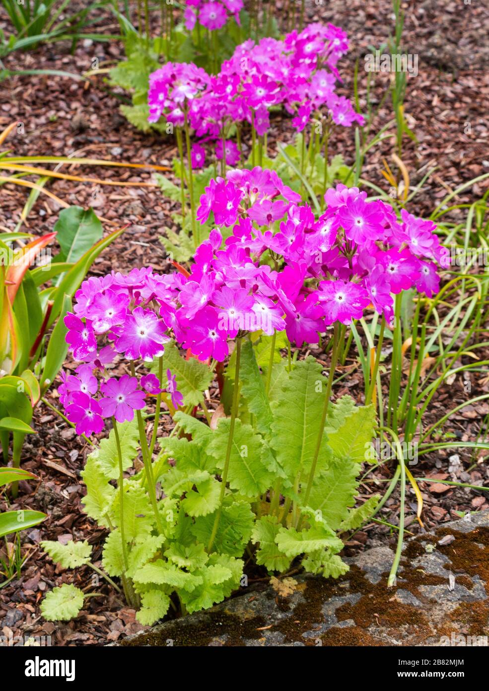 Flowers from west dean gardens and the national trust sissinghurst ...