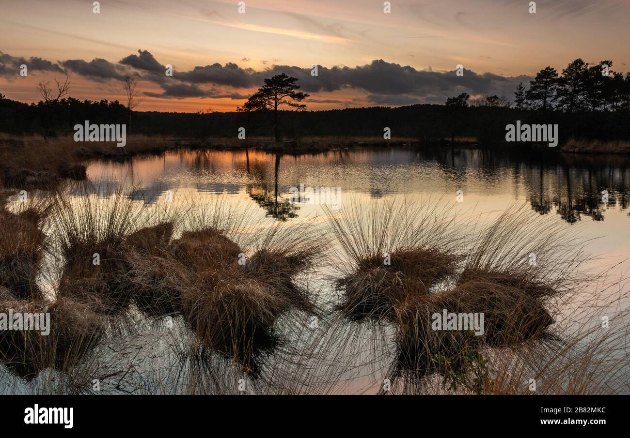Axe Pond Churt Common Surrey England UK Wildlife drangonflies ...