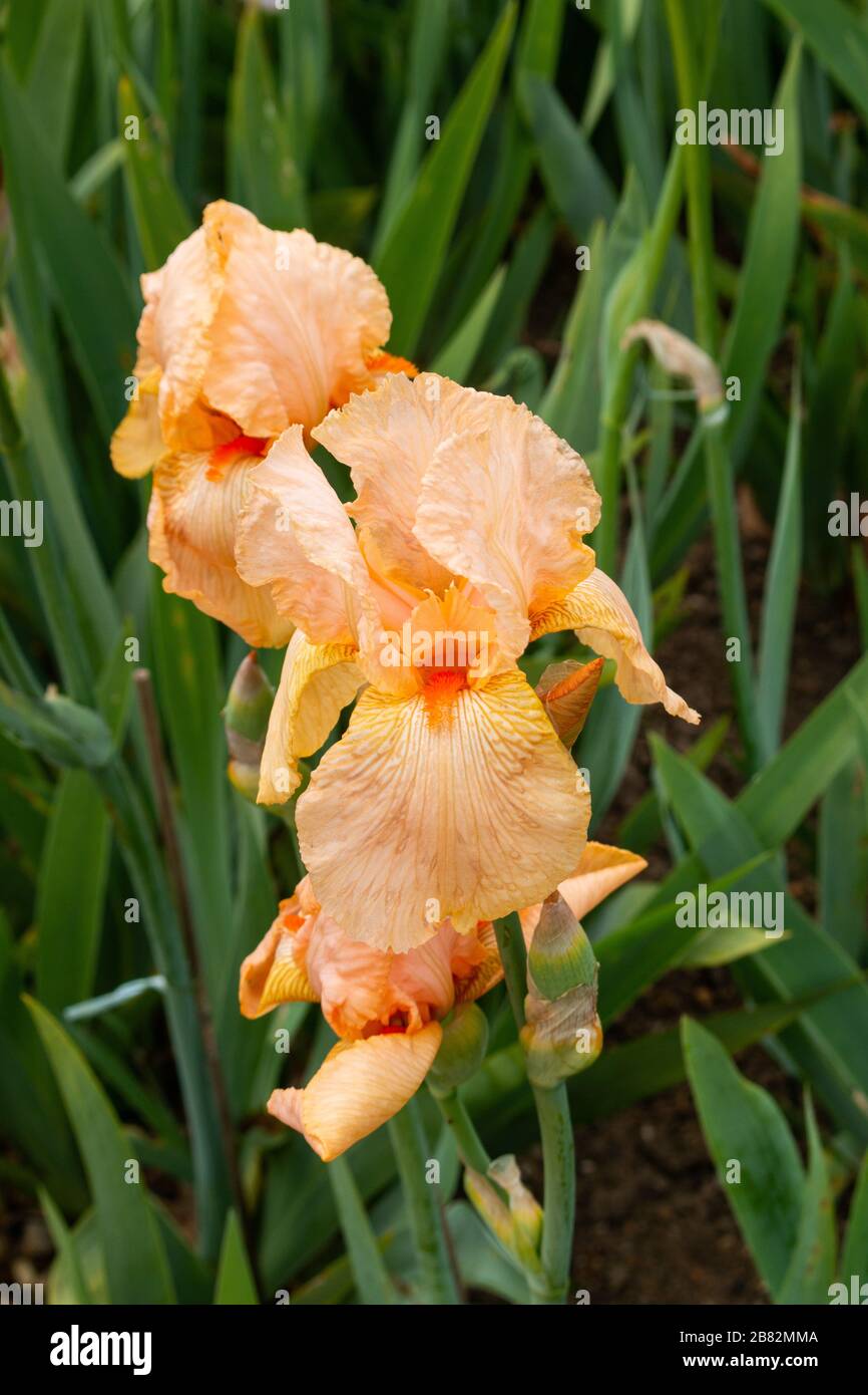 Flowers from west dean gardens and the national trust sissinghurst ...