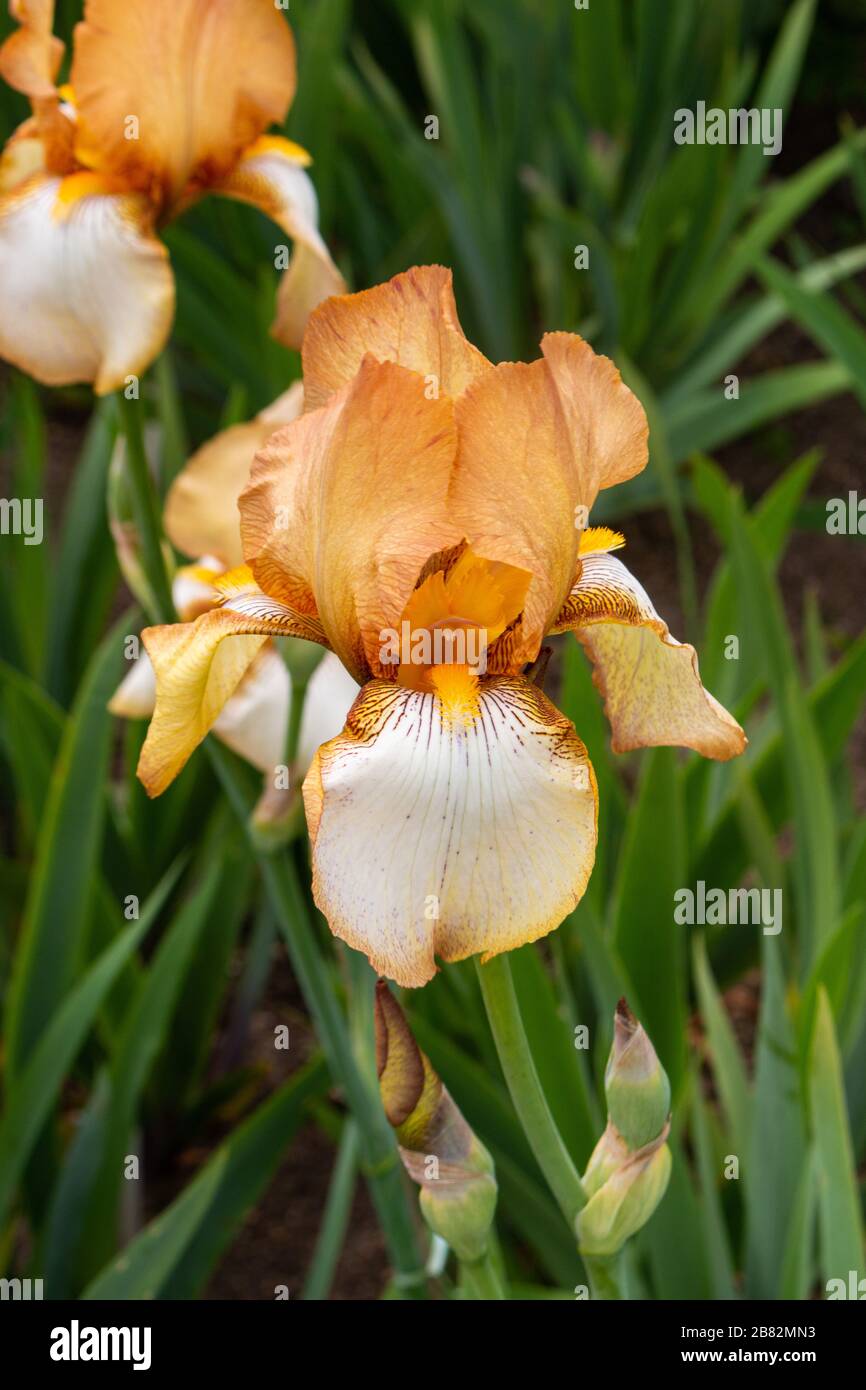 Flowers from west dean gardens and the national trust sissinghurst ...