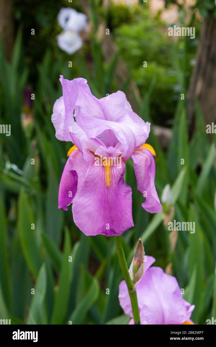 Flowers from west dean gardens and the national trust sissinghurst ...