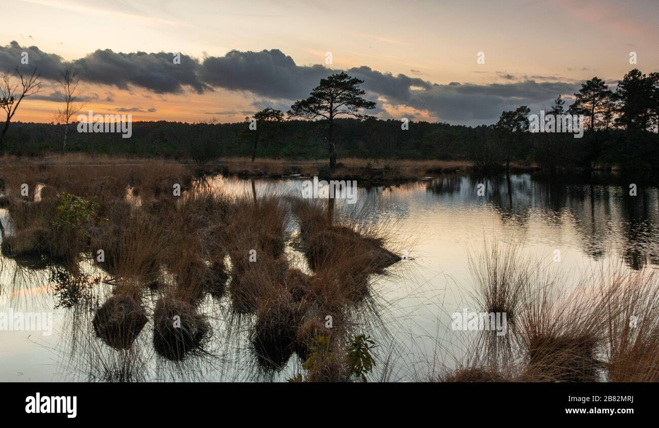 Axe Pond Churt Common Surrey England UK Wildlife drangonflies ...