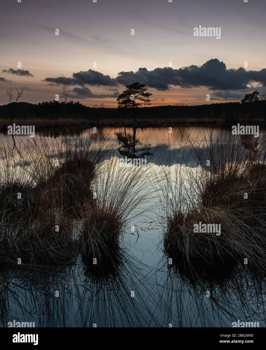 Axe Pond Churt Common Surrey England UK Wildlife drangonflies ...