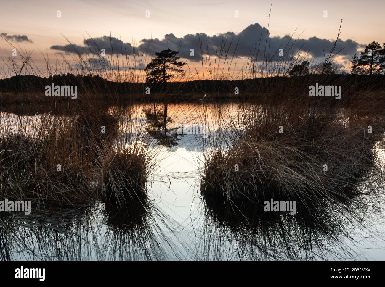 Axe Pond Churt Common Surrey England UK Wildlife drangonflies ...