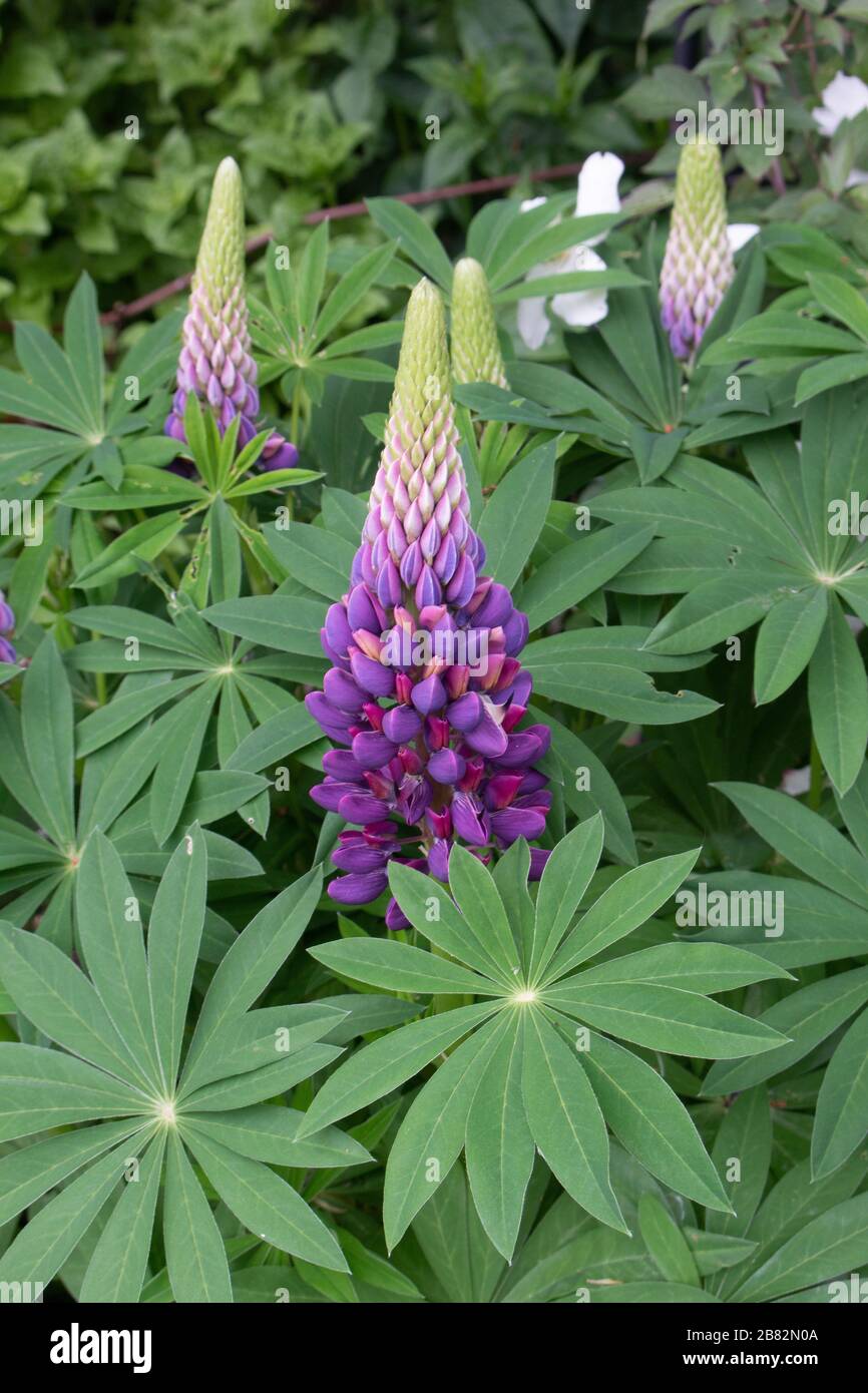 Flowers from west dean gardens and the national trust sissinghurst ...