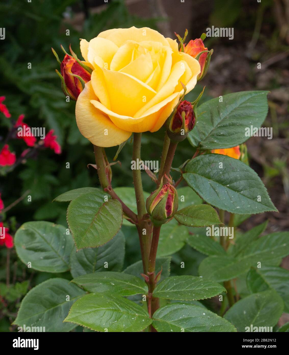 Flowers from west dean gardens and the national trust sissinghurst ...