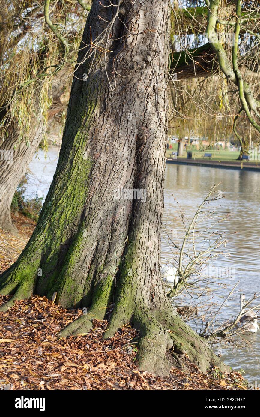 Natures ancient kingdom hi-res stock photography and images - Alamy