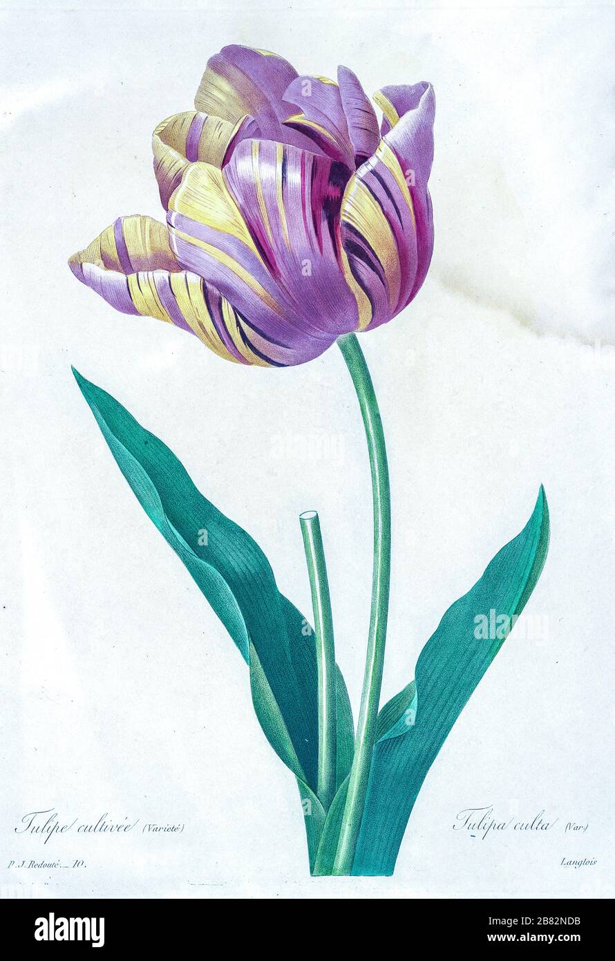 19th-century hand painted Engraving illustration of a tulip Tulipa ...