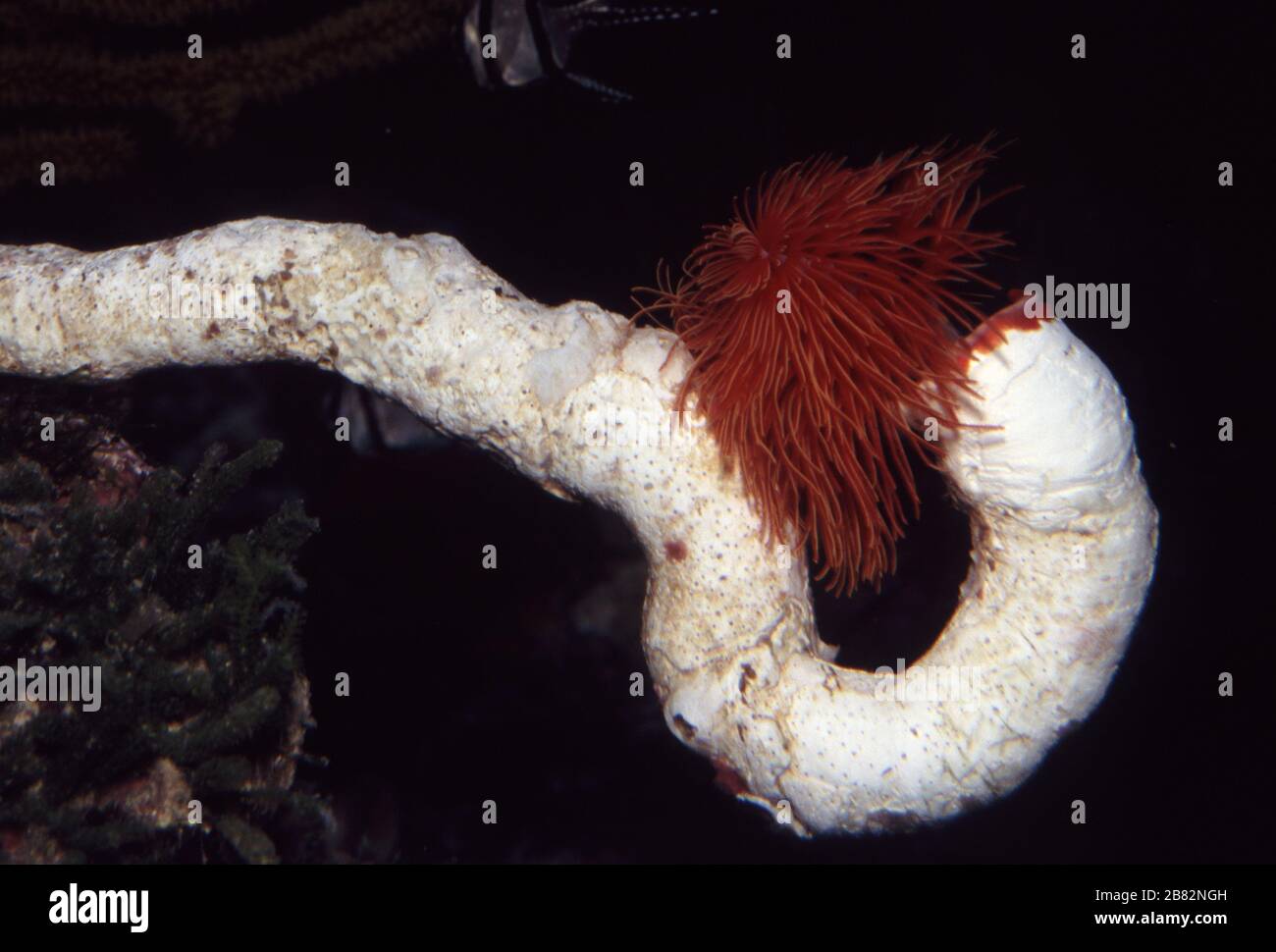 Red fanworm or Coco worm, Protula magnifica Stock Photo - Alamy