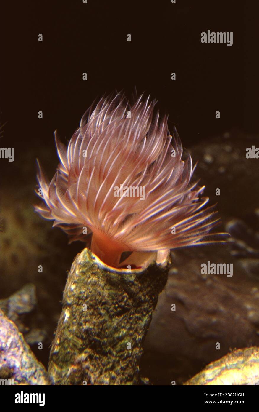 Serpulid worm hi-res stock photography and images - Alamy