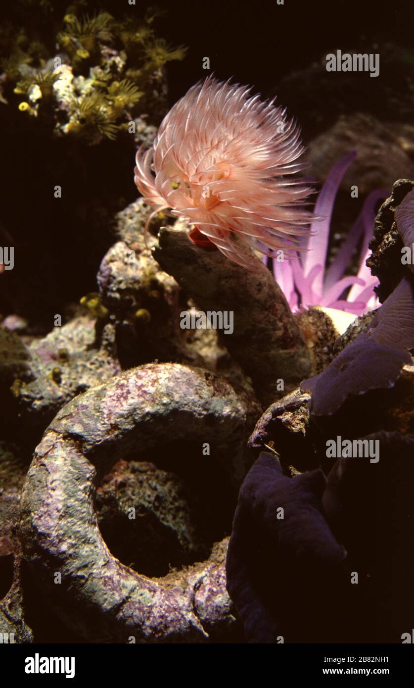 Red fanworm or Coco worm, Protula magnifica Stock Photo - Alamy