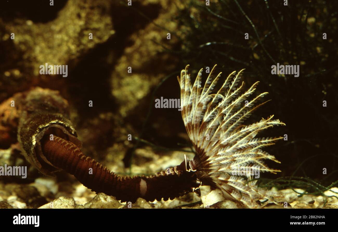 Feather Duster Worm Out Of Tube