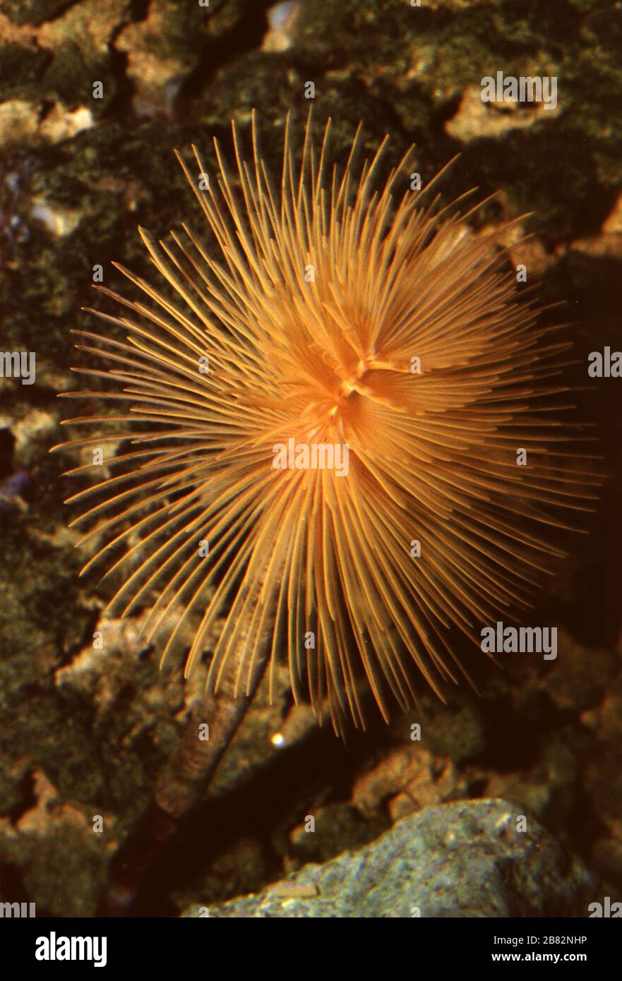 European fan worm, Sabella spallanzanii Stock Photo - Alamy