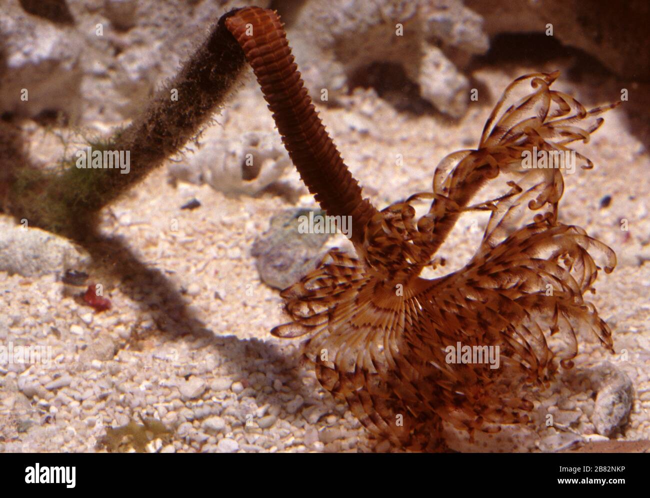 Feather Duster Worm Out Of Tube