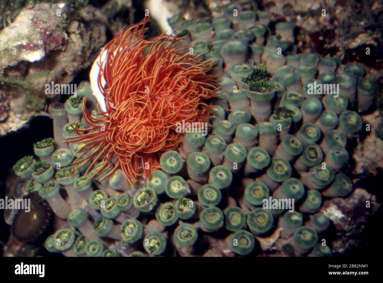 Red fanworm (Protula magnifica) growing on Zoanthid colony (Zoanthus sp ...