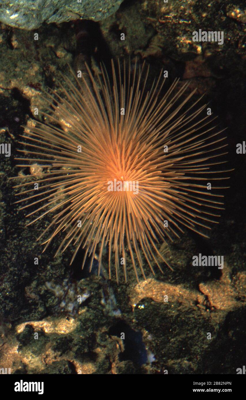 European fan worm, Sabella spallanzanii Stock Photo - Alamy