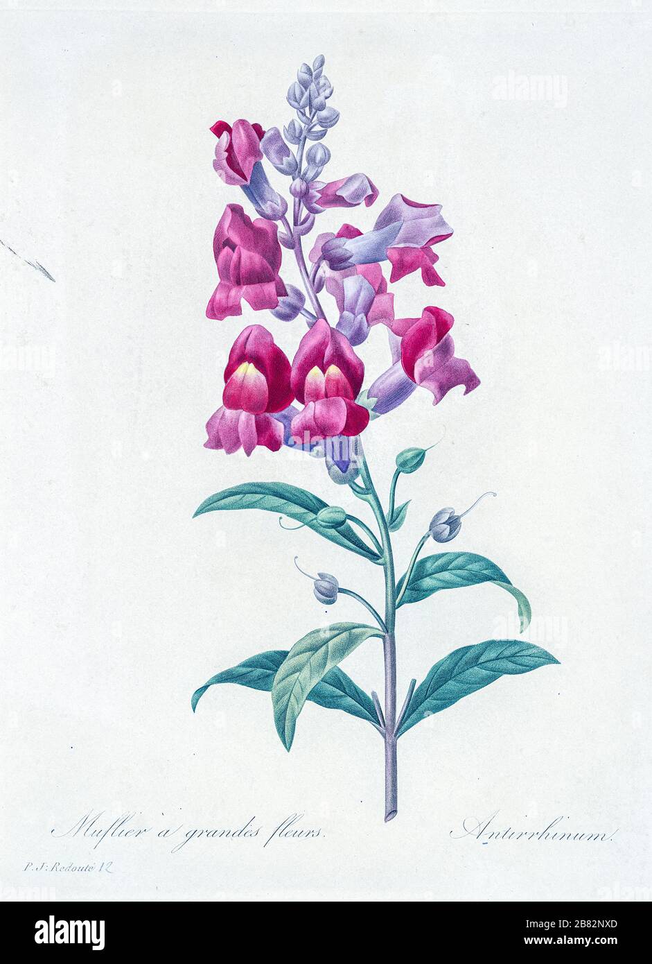 Snapdragon flower illustration hi-res stock photography and images - Alamy