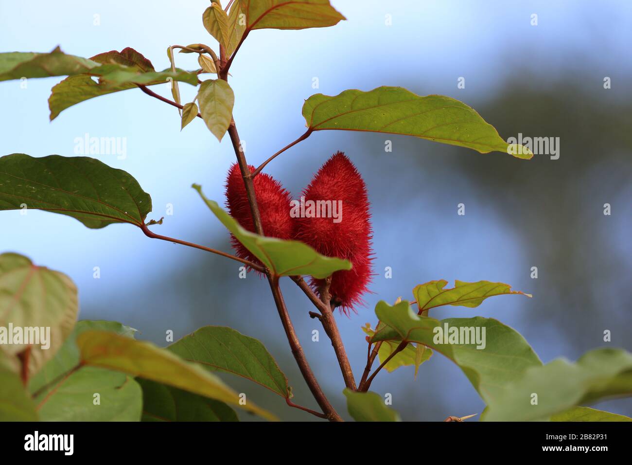Achiote fruits hi-res stock photography and images - Alamy