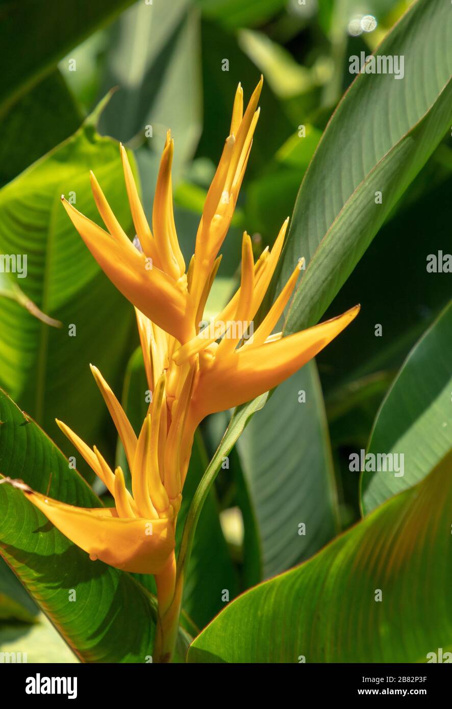 Heliconia psittacorum Yellow Parrot seen in the Singapore Botanical ...